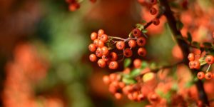 Preiselbeeren pflanzen & pflegen – Tipps für Garten & Ernte