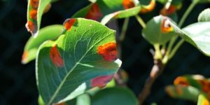 Chlorose (Bleichsucht) | Symptome erkennen, Ursache behandeln