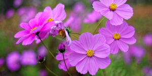 Schmuckkörbchen, Cosmea, Kosmee | Tipps zu Standort und Pflege
