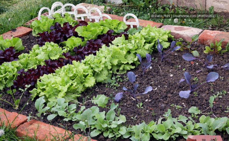 Gartenmelde | Tipps zu Standort und Pflege sowie Anbau und Ernte